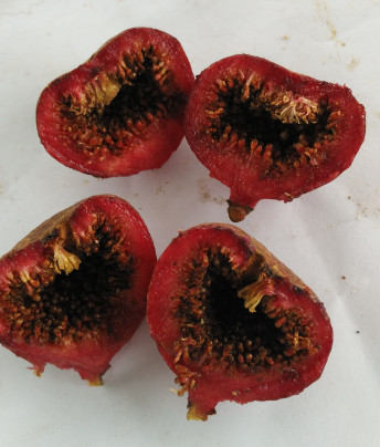 Buah Ara Tin LocaL Sebagai Rootstock - Ruby Ruthy Berkebun