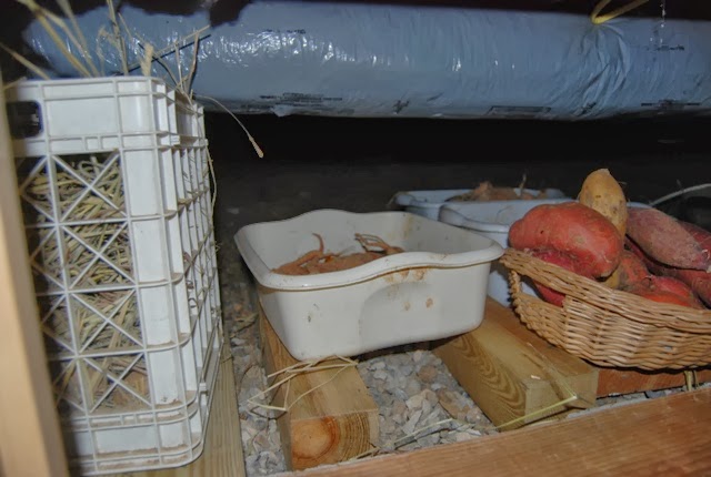 Kid Friendly Organic Life: My Fantasy Root Cellar!