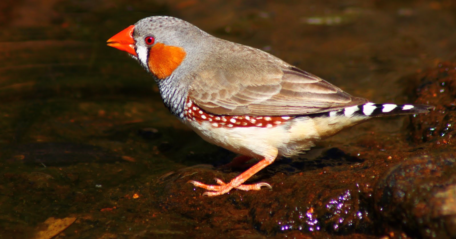 Richard Waring's Birds of Australia: Uluru/Kata Tjuta over Easter