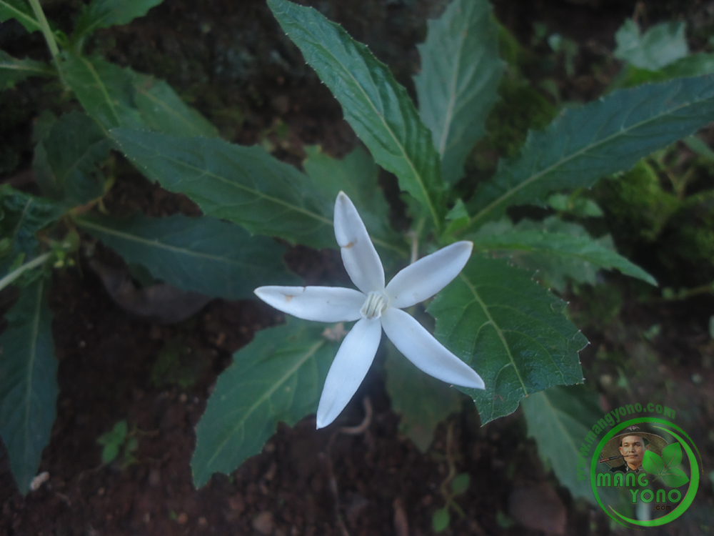 Bunga Korejat menyembuhkan kanker