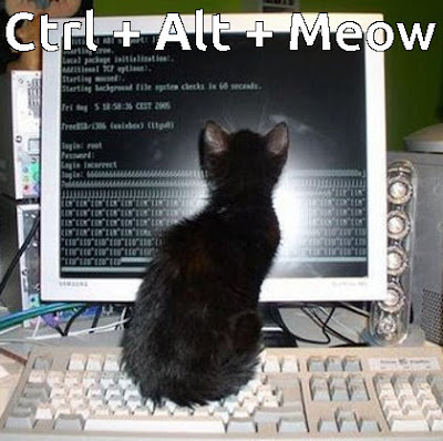 The Great Beyond: Funny Cats