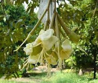 Petak Semai: DURIAN : BUNGA DURIAN