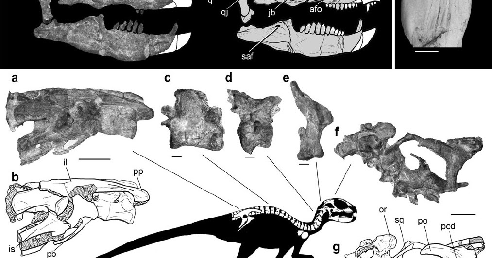 Species New to Science: [Paleontology • 2011] Manidens condorensis • A ...