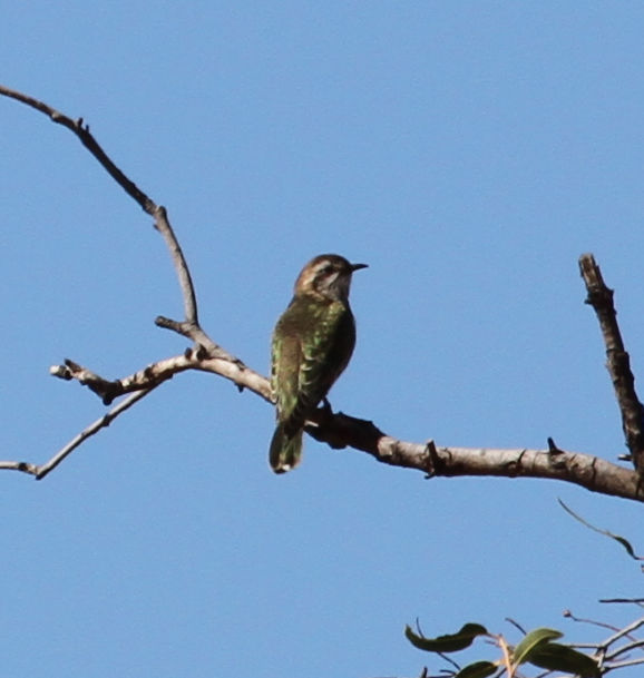 Richard Waring's Birds of Australia: Red-capped Robins dancing ...