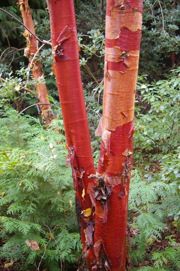 John Grimshaw's Garden Diary: The Genus Betula