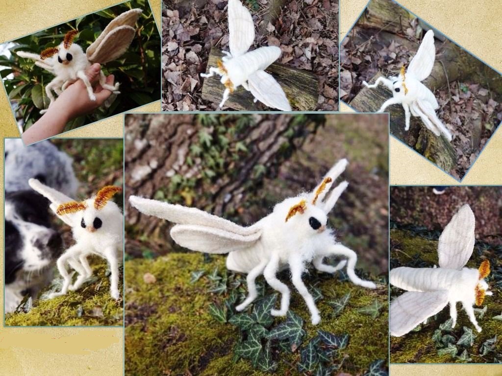 VENEZUELAN POODLE MOTH photos - wallpapers (ανανεωμένο) | the fun bank