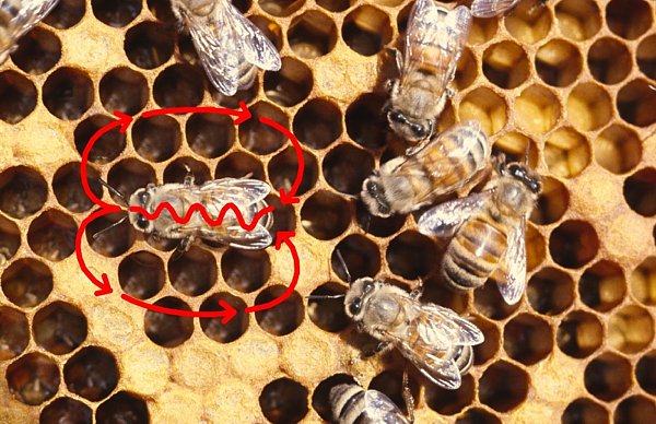 Understanding the Dance of Honey Bee | Elixir Of Knowledge