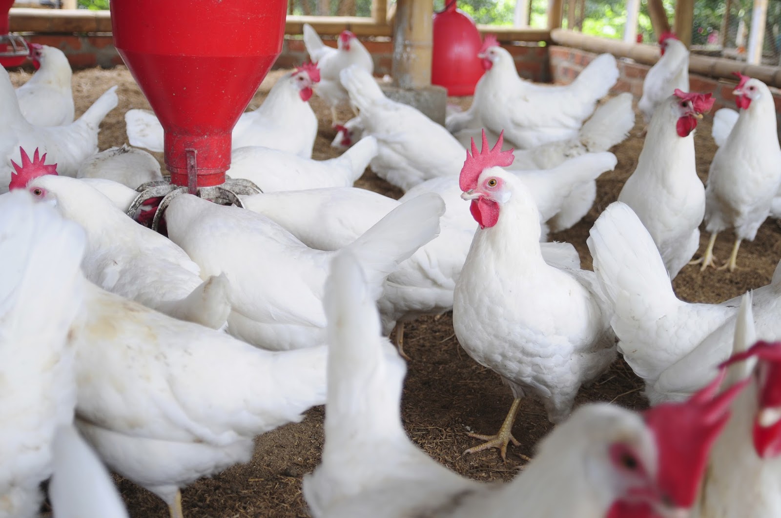 Procedures Involved | How To Setup / Start Poultry Farming In Nigeria ...
