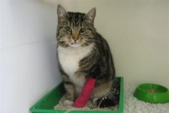 Save Our Cats: Broken teeth, a black eye and a dislocated tail - cat ...