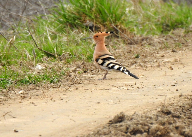 PASARI DIN ROMANIA: PUPAZA, Upupa epops