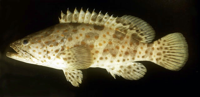 Peluang Bisnis Ikan Kerapu