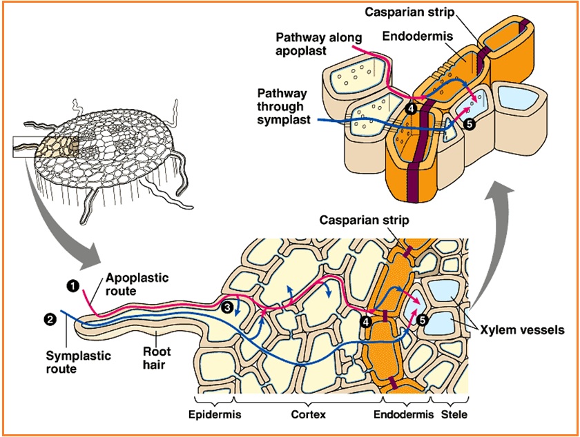 OSMOSIS TURGIDITAS - Biology Page