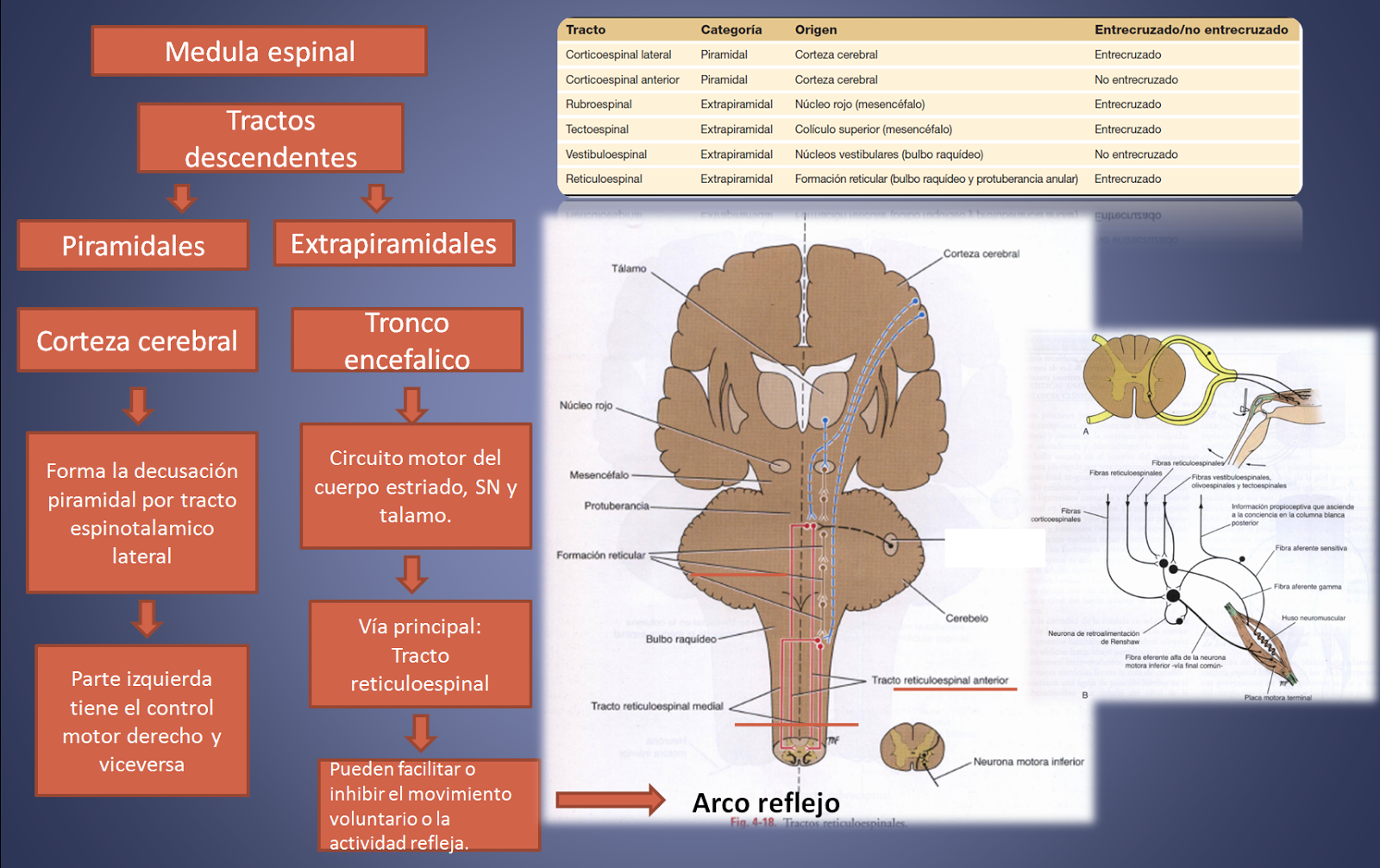 Fisiologia UAS de Gilfredo Enrique Castro Alcantar : medula espinal ...