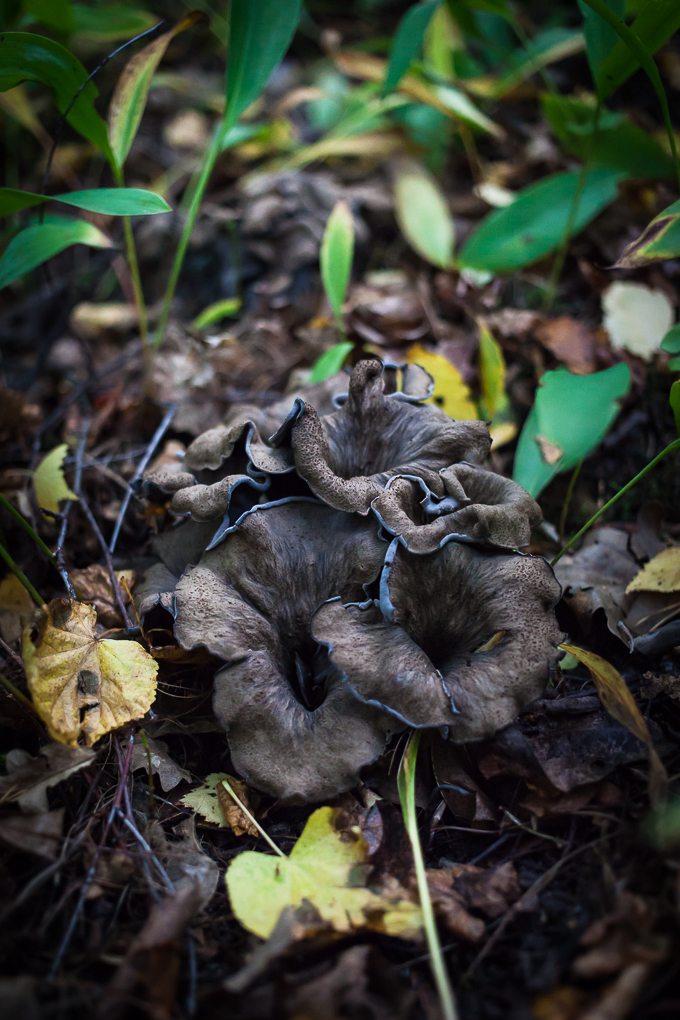 HELLAAN KOSKIN: helmikuuta 2017