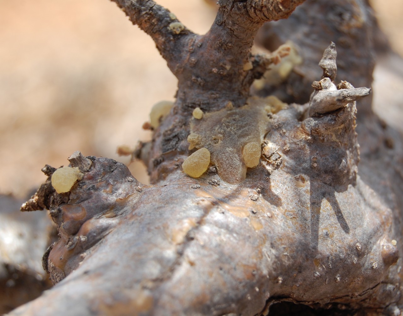 BioVegetalis: RESINA DE INCIENSO SAGRADO OLIBANO