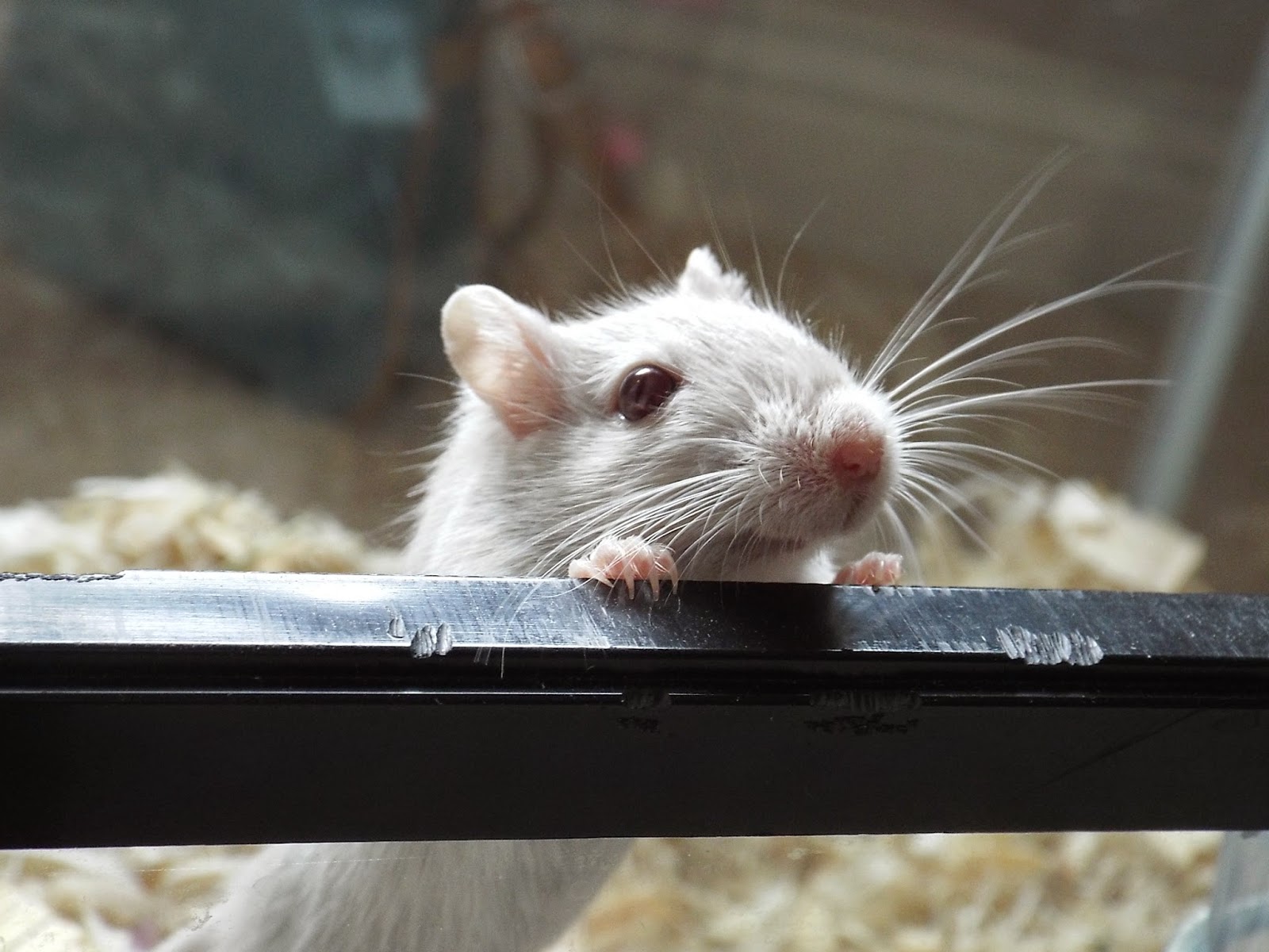 The Gerbil Journal: Colors