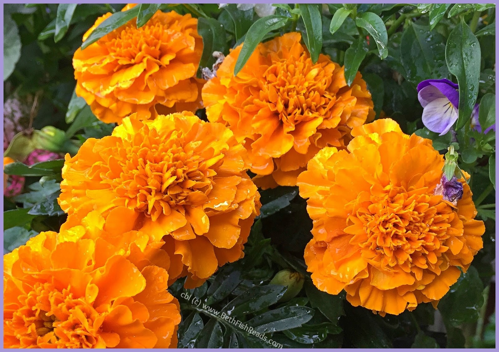 Beth Fish Reads: Wordless Wednesday 449