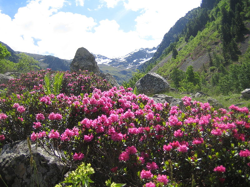 mangozeen: Rhododendrons Of Nepal