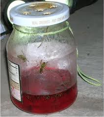 Poppadom's Food Blog: Jam Jar Wasp Trap