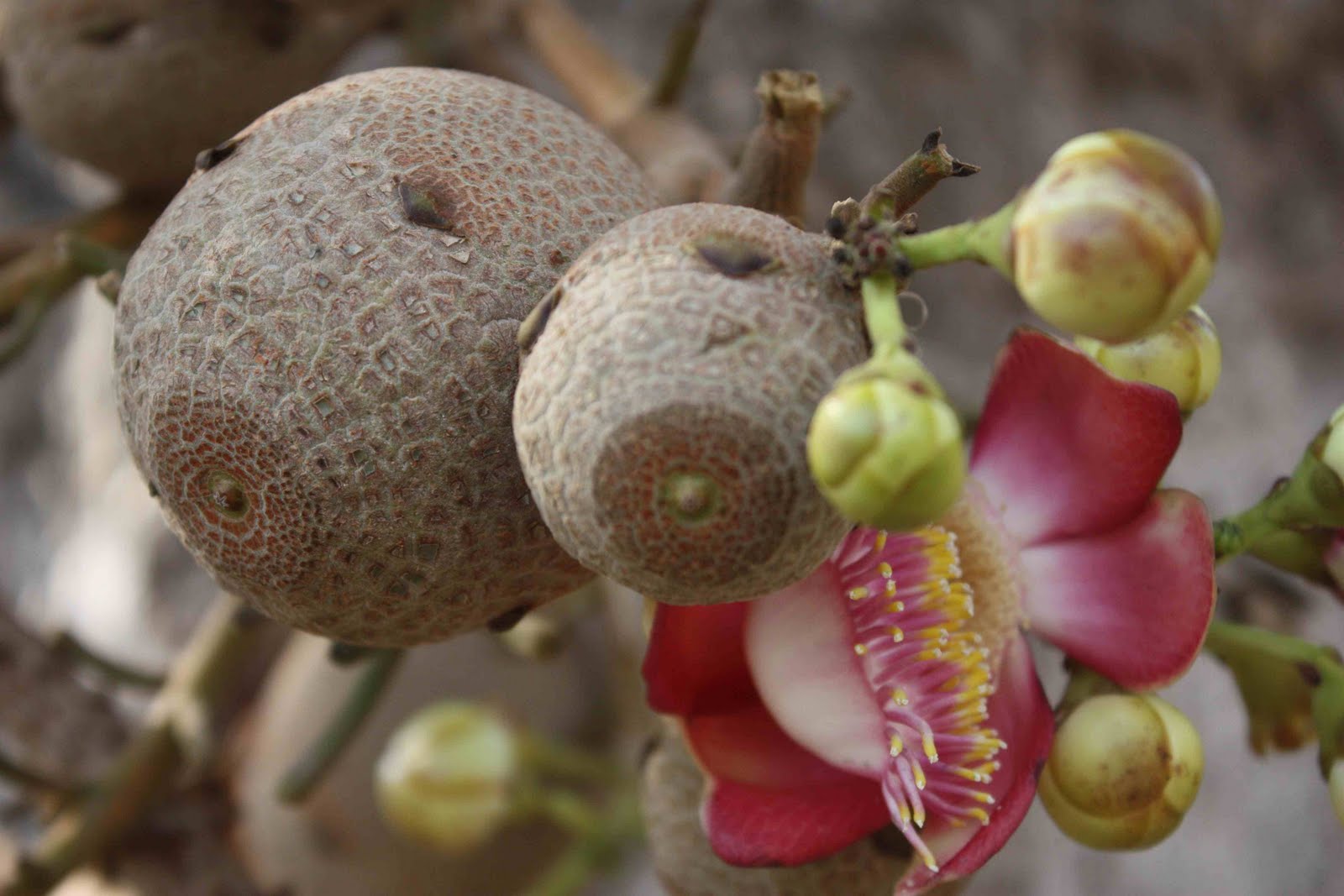 The World Tastes Good: Kratie, Cambodia (Day 3, Part 2)