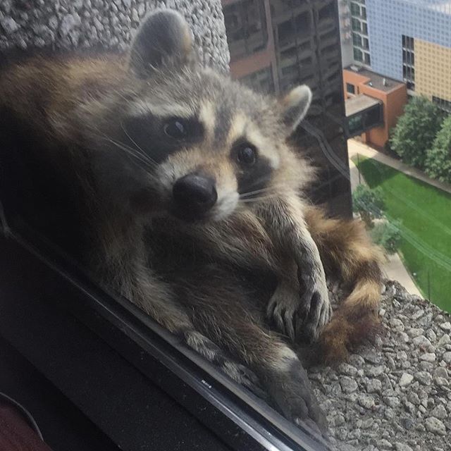 Fearless raccoon