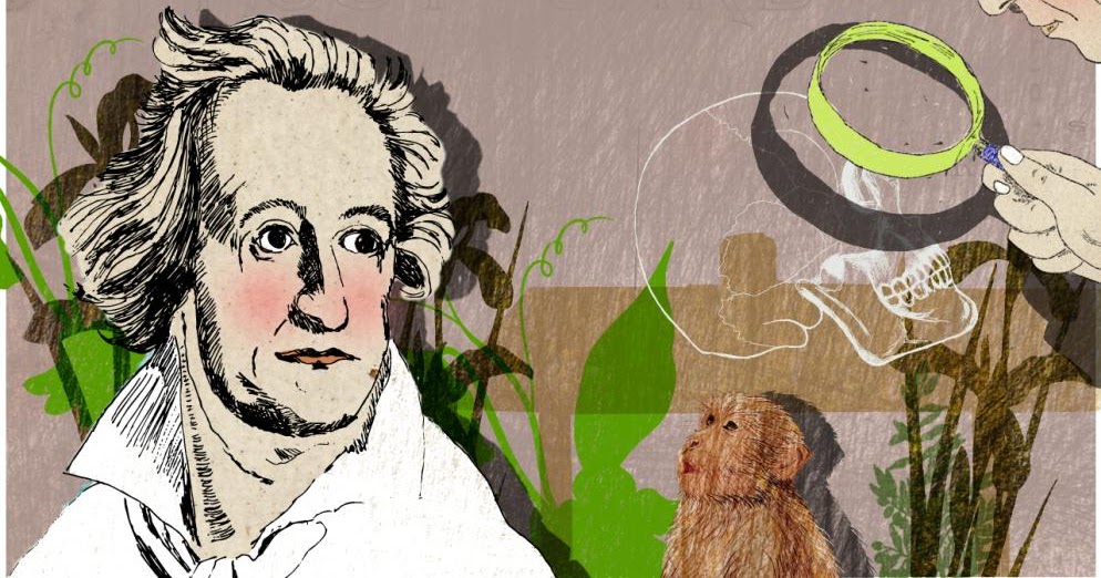 Goethe Etc.: Goethe's discovery