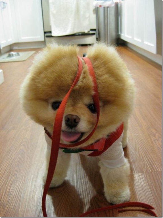 Boo Dog Fashion