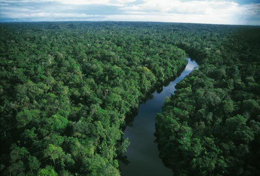 LINGKUNGAN: HUTAN AMAZON