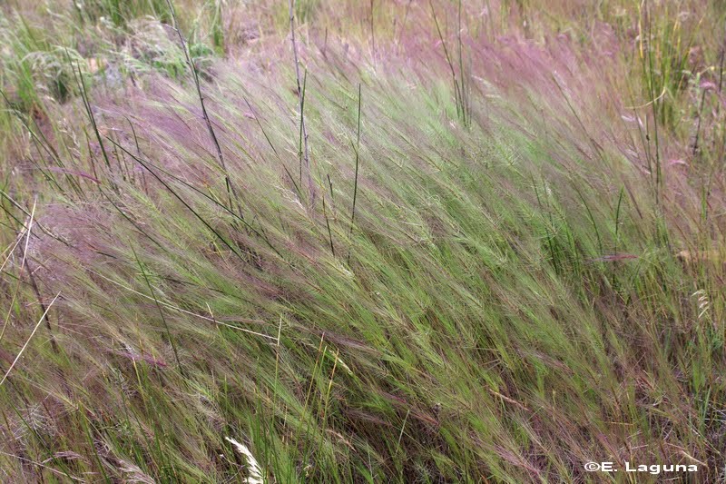 Flora Belalcazarensis: Triguillos en pleno apogeo