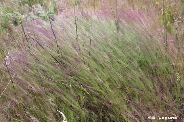 Flora Belalcazarensis: Triguillos en pleno apogeo