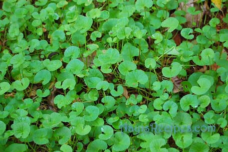 Brahmi for Healthy,Long, Lustrous and Luxuriant Hair