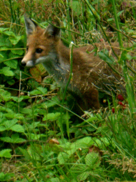 Peter Lovett's ramblings : Fox eating strawberries this evening