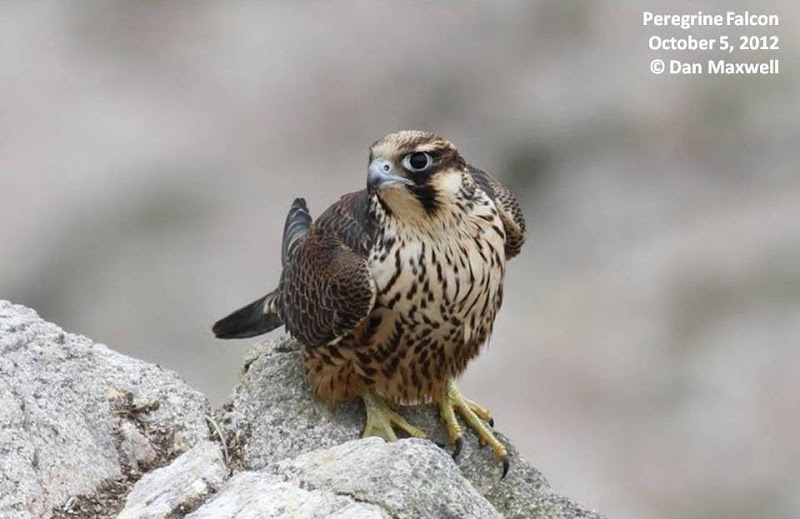 Peregrine Falcon, Eastern or Arctic? Coastal Massachusetts : r ...