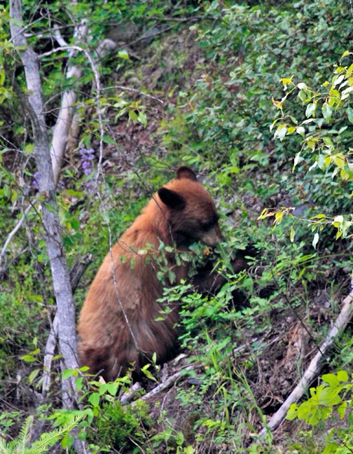 Jana Malinek Photography: Black Bear - Ursus americanus