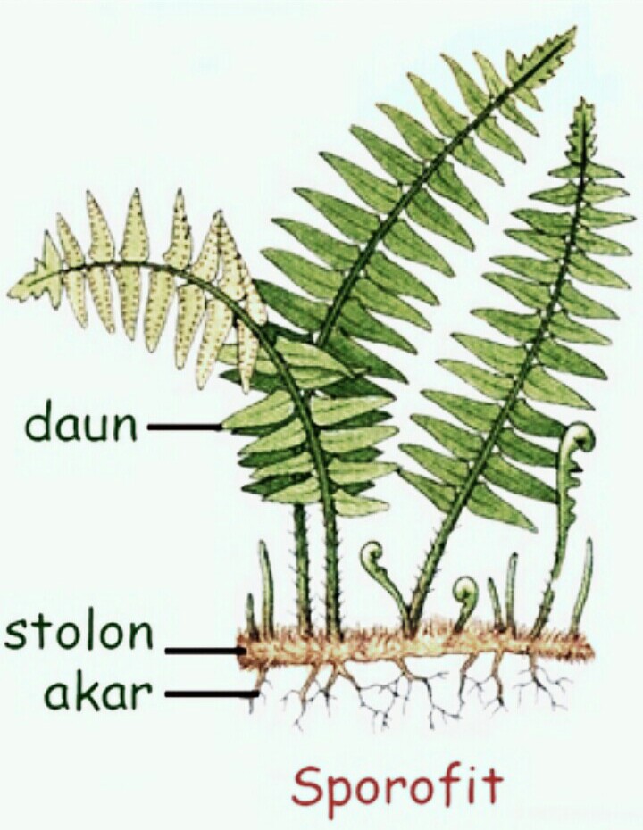 Tumbuhan Lumut (Bryophyta), Tumbuhan paku (Pterydophyta), Tumbuhan ...