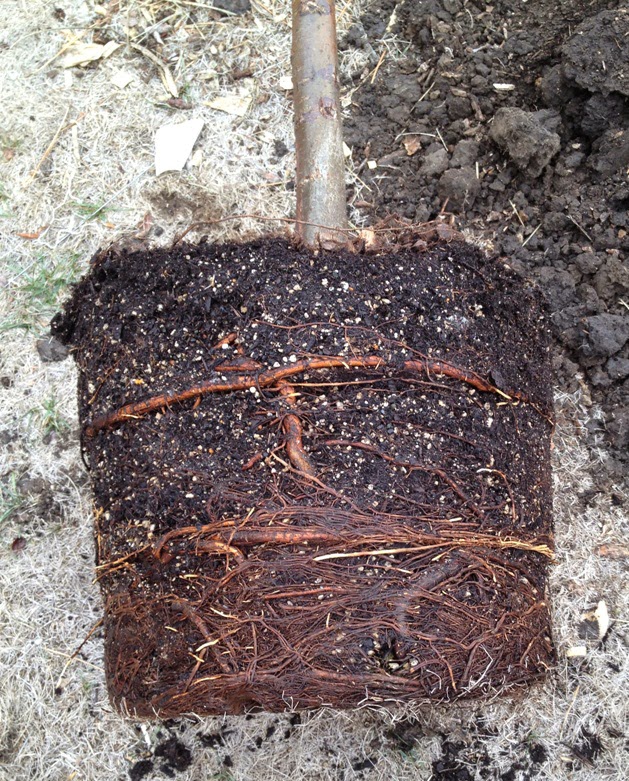 CO-Horts: What Size Tree Should I Plant?