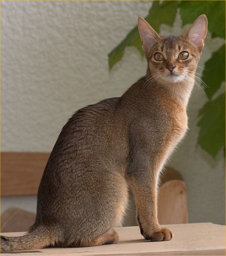 Encyclopedia of Cats Breed: Ruddy Abyssinian Cat | Tawny or Usual