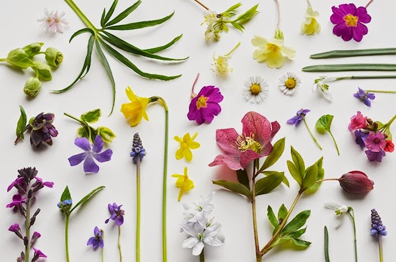 Flower Moodboards. | i knowles nothing