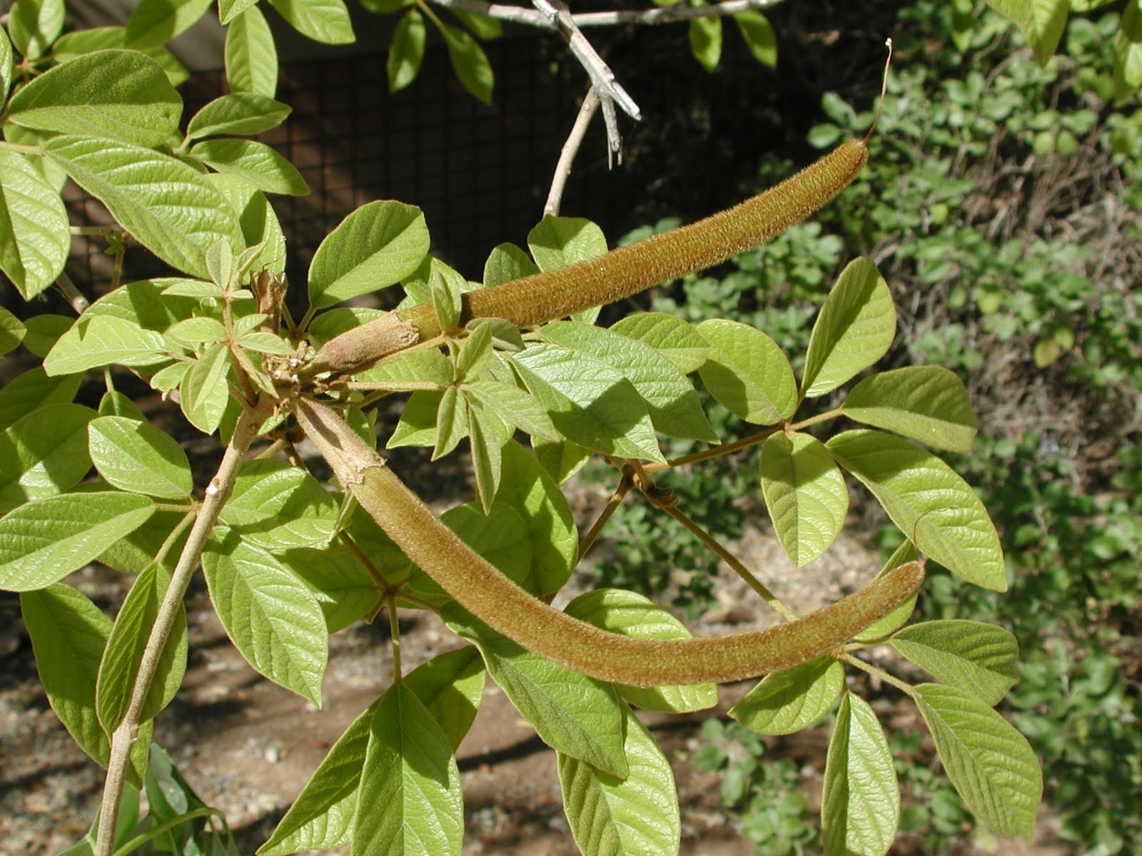 Ipê-amarelo-cascudo - Tabebuia chrysotricha