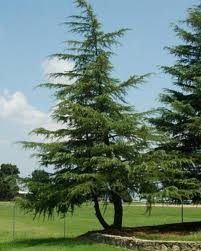 Flowers: (Eka Dhvim Shathi) 21 Leaves for Ganesh Pooja