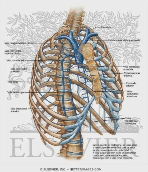 Anatomia do Tórax e Abdômen : Tórax
