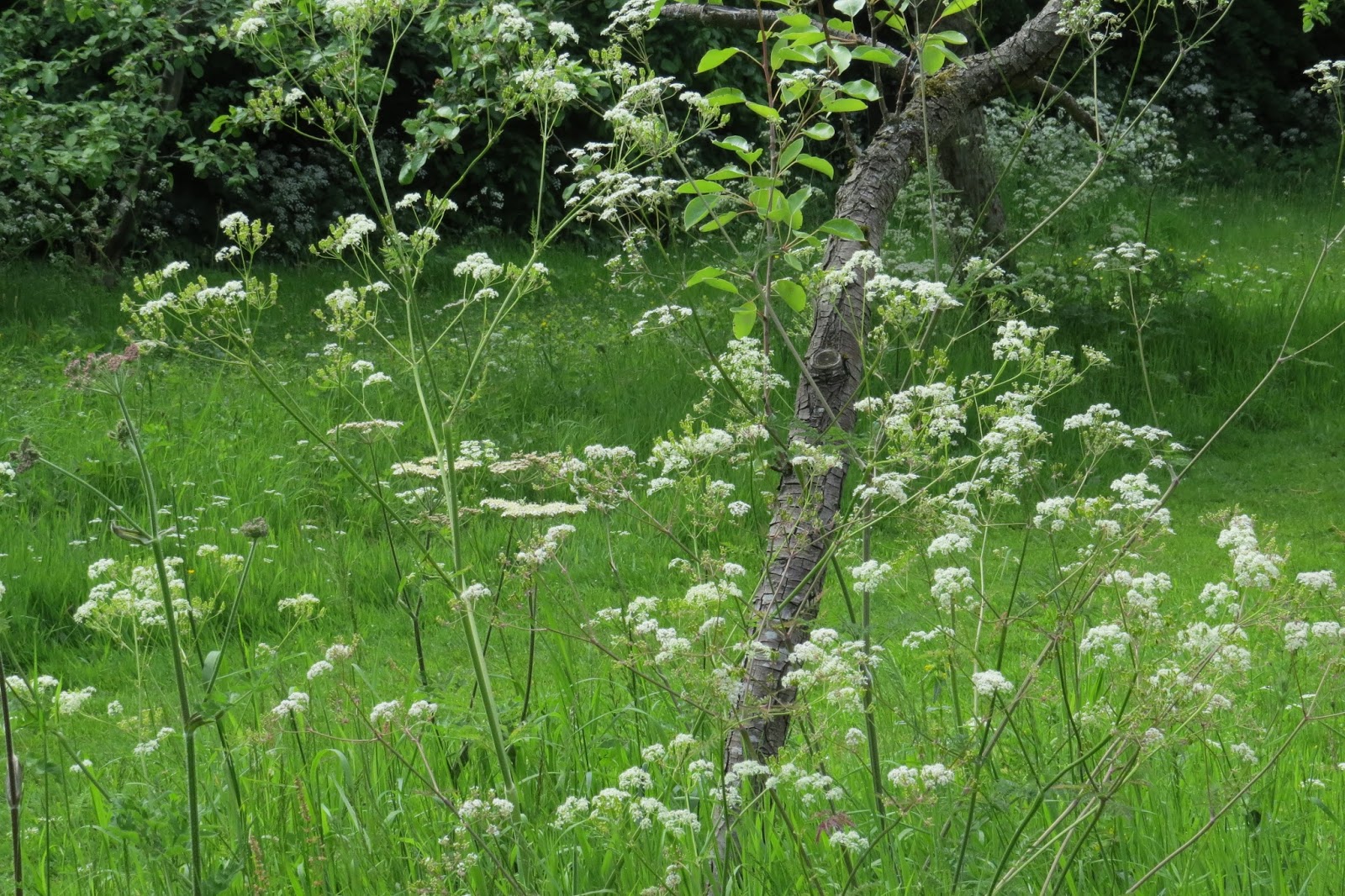 Ragged Robin's Nature Notes: A Bee Talk and Walk led by Steven Falk at ...