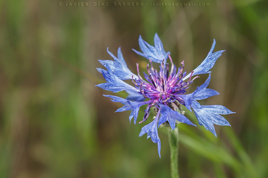 Bichos y plantas de León: Aciano