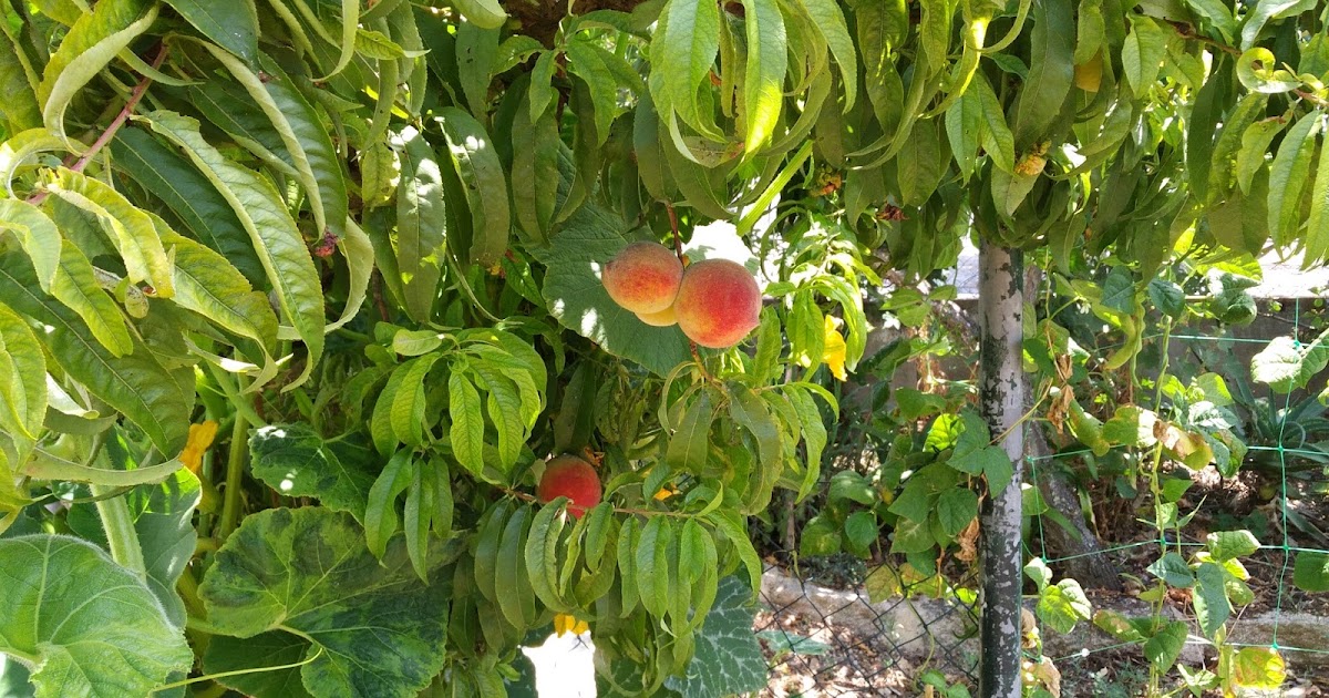 A HORTA DO JOÃO: Pêssegos