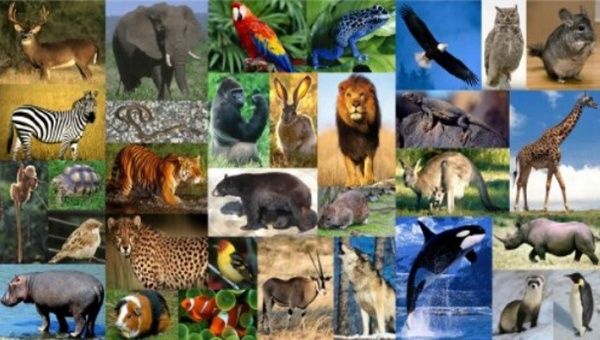 Especies animales: Especies animales.