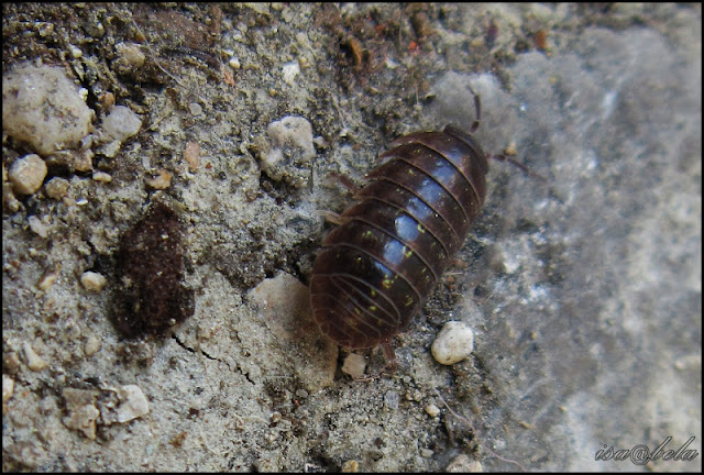 Bicharada e Aves: Bichos de Conta