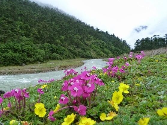 INDIA ON WHEELS - A trip for pleasure!: The Famous Yumthang Valley