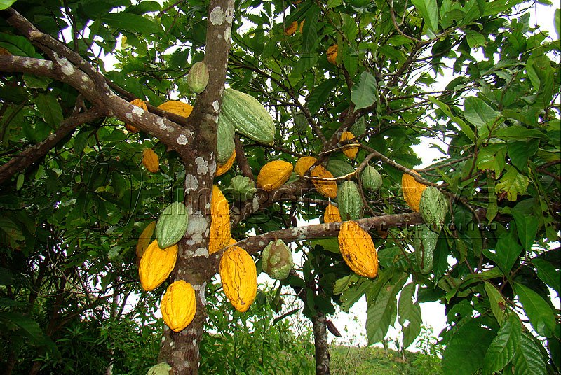 Elo Amazônia: Cacau