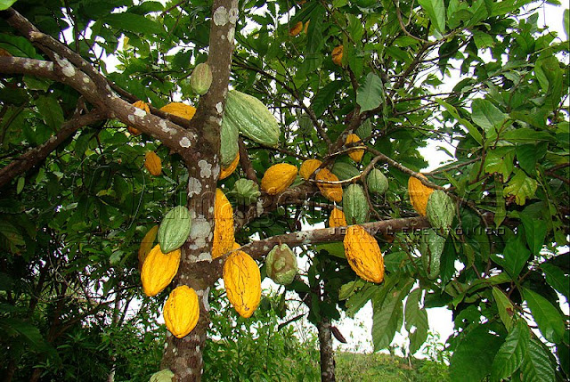 Elo Amazônia: Cacau