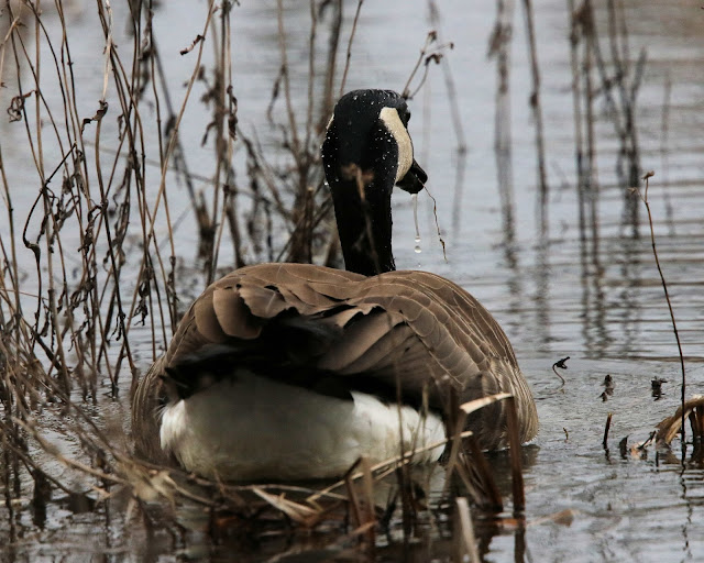 Birds from Behind : It Twas a Dark and Dreary Day...once again...